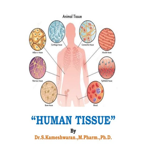 HUMAN TISSUE ANATOMY & PHYSIOLOGY | PPT