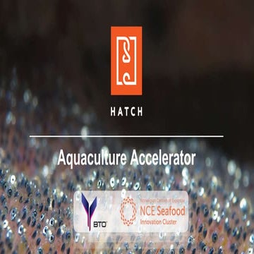 Hatch Blue - the world's first accelerator program for aquaculture ...