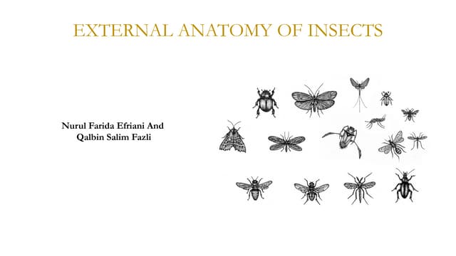 Insect thorax : Its areas, structure, function and modification in ...