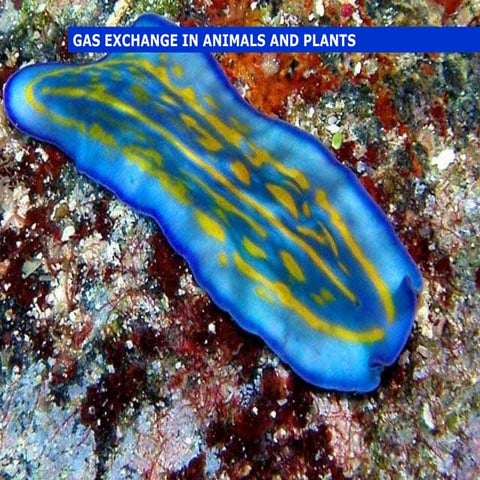 Gas exchange in animals by madeleine | PPT