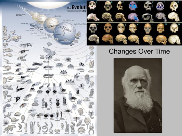 Evolution Presentation | PPTX