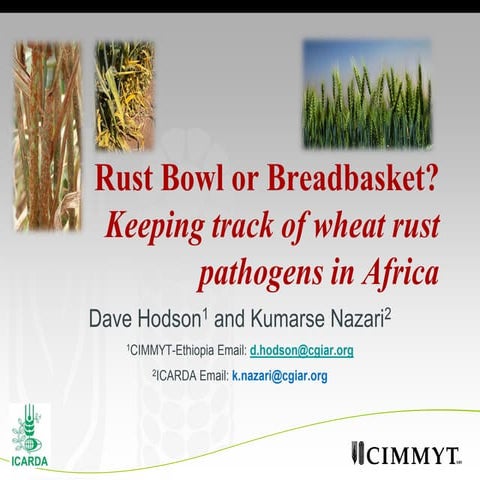 Rust Bowl or Breadbasket? Keeping track of wheat rust pathogens in ...