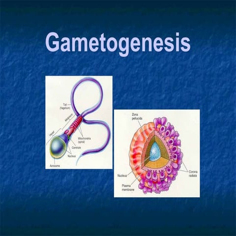 Proses Gametogenesis pada makhluk hidup 1 | PPT