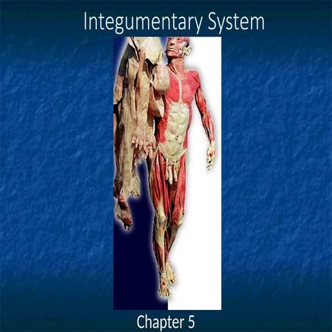 Comprehensive Overview of the Human Urinary System: Anatomy and ...