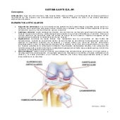 04 sistema articular | PDF