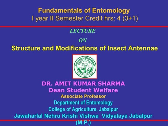 Insect Antennae: Structure, Functions and Their Modifications | PPTX