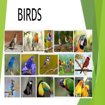 Birds | PPTX