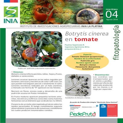 Botrytis en tomate | PDF