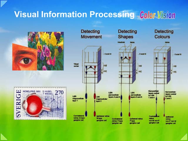 04c Visual Signal Processing Color Vision Ppt