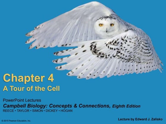 Chapter 1 Observation Skills | PPTX | Science