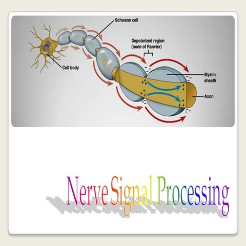 Nerve signal processing | PPTX | Brain and Nervous System Disorders ...