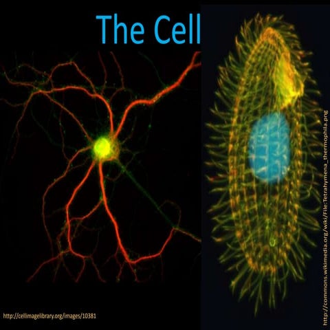 04 the cell (slides) | PPTX | Biological Sciences | Science