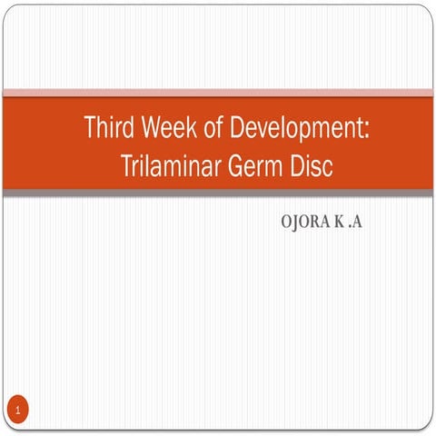 04 Third Week of Development.pptx embryology | PPTX