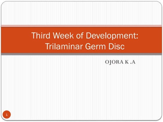 Trilaminar germ disc (week 3 embryology) | PPTX