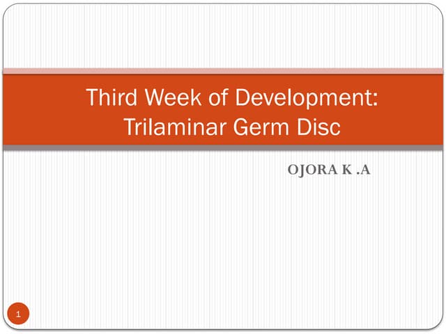 Gastrulation & Notochord (General Embryology) | PPS