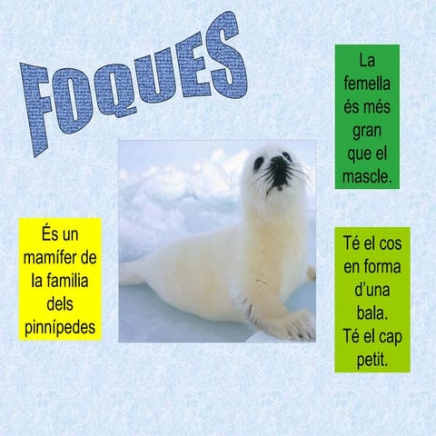 05 foca | PPT