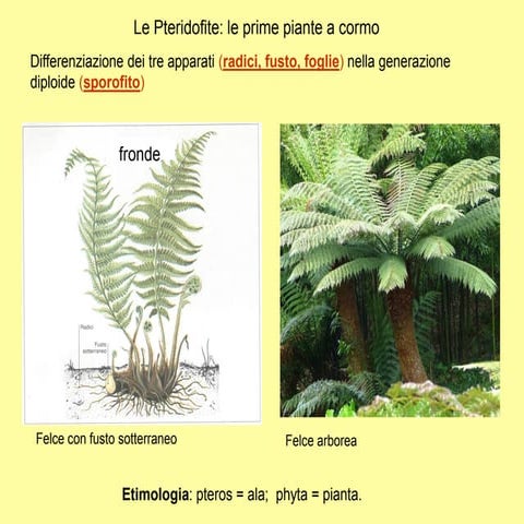 resentazione sulle Pteridofite: le prime piante a cormo.pdf