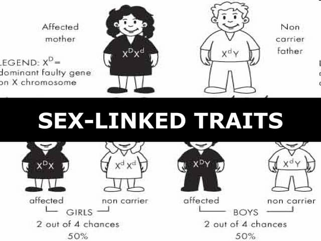 Sex influenced Traits | PPT