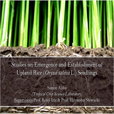 Studies on Emergence & Establishment of Upland Rice | PPT