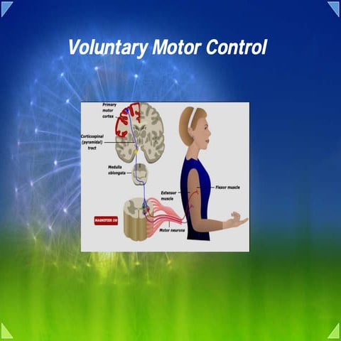 05a motor system overview reflex | PDF