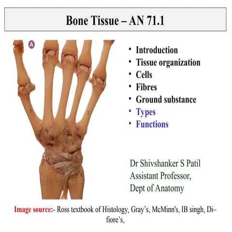 Bone Tissue - Histology Slides - Identification & Types | PPT