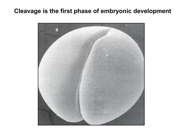 Cleavage Types Of Cleavage Pptx