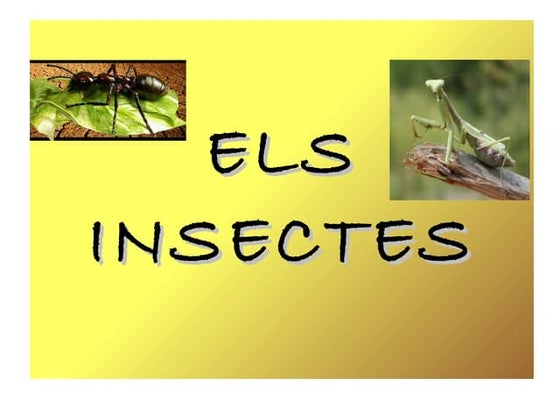 Treball insectes | PPT