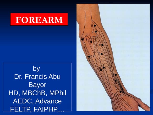 Front of forearm.pptx