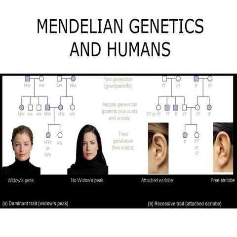 05 mendelian genetics and humans | PPT | Blood Disorders | Diseases and ...