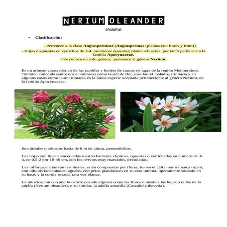 Nerium Oleander | PDF
