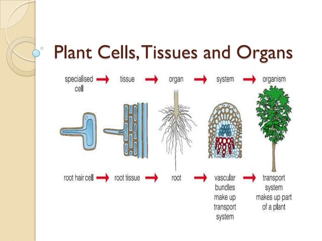 Cell, tissues, organs , systems.... | PPTX
