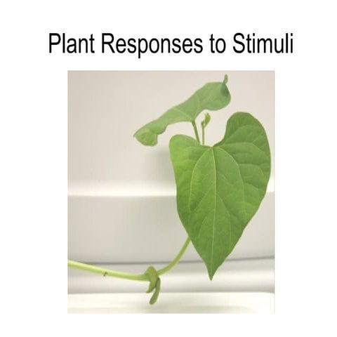 05 plant responses to stimuli | PPT