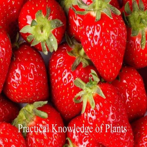 05 practical knowledge of plants | PPT