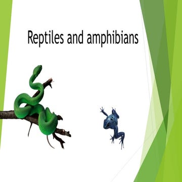 Reptiles and amphibians | PPT