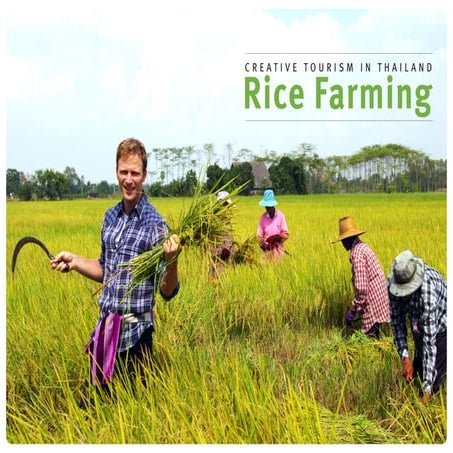 Thai Rice Farming | PDF