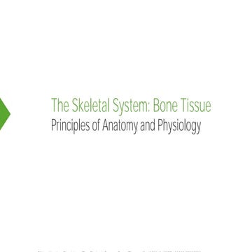 05 The Skeletal System - Bone Tissue (1).pdf