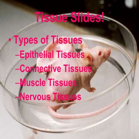 05 Tissue Slides | PPT