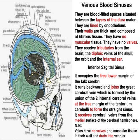 Anatomy and function of the dural venous sinuses | DOCX