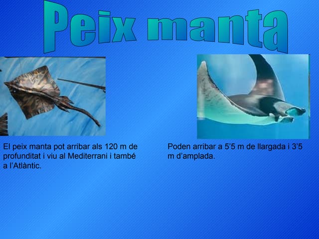 Peix manta | PPTX