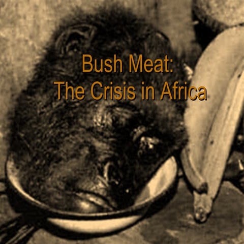 0643840bushmeat | PPT
