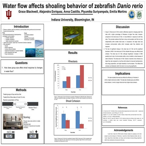 Summer 2015 Zebrafish Poster (2) | PPT