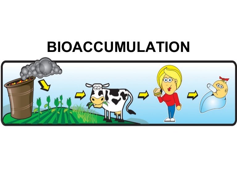 06 bioaccumulation