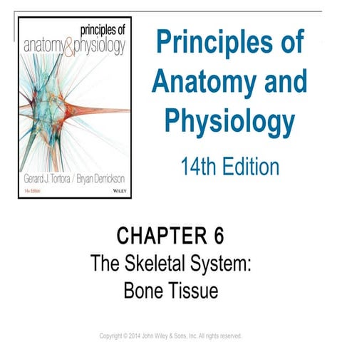 06 [chapter 6 the skeletal system bone tissue] | PPT