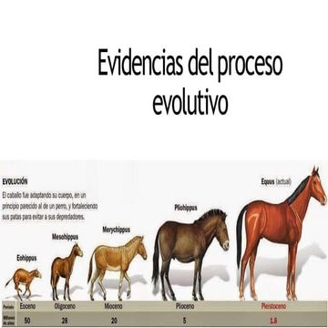 Evidencias del proceso evolutivo | PPTX