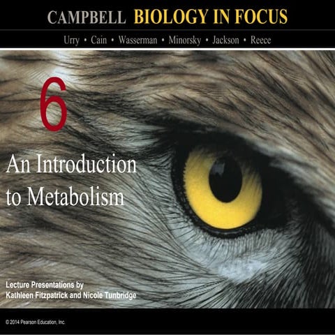 Biology in Focus - Chapter 6 | PPT