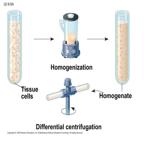 CELL FRACTIONATION | PPT