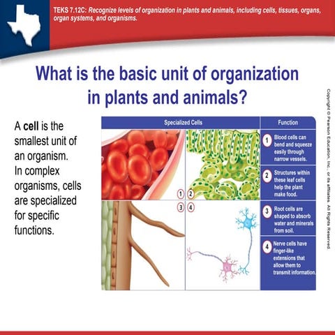 06 Levels of Organization.ppt science gen bio | PPT