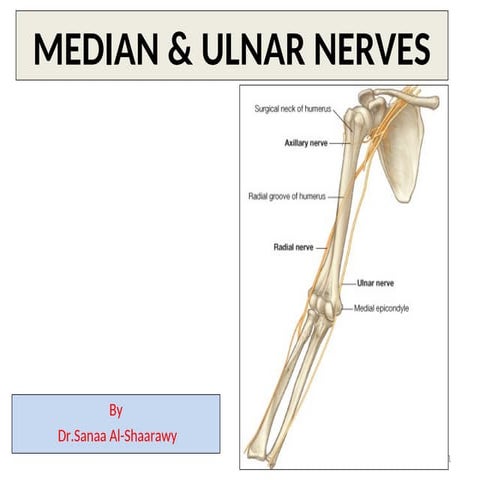 Radial, ulnar and median nerve injuries | PPTX