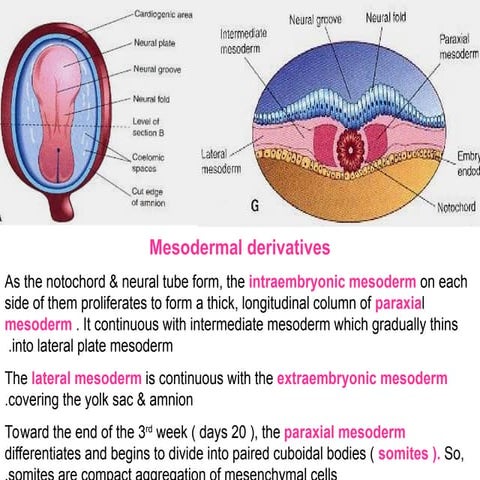 07 - mesodermal developmental biology.ppt