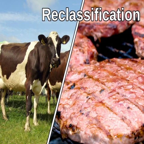 Reclassification | PDF